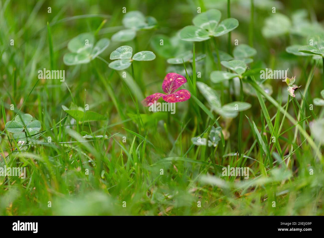 Clover leaves in grass hi-res stock photography and images - Alamy