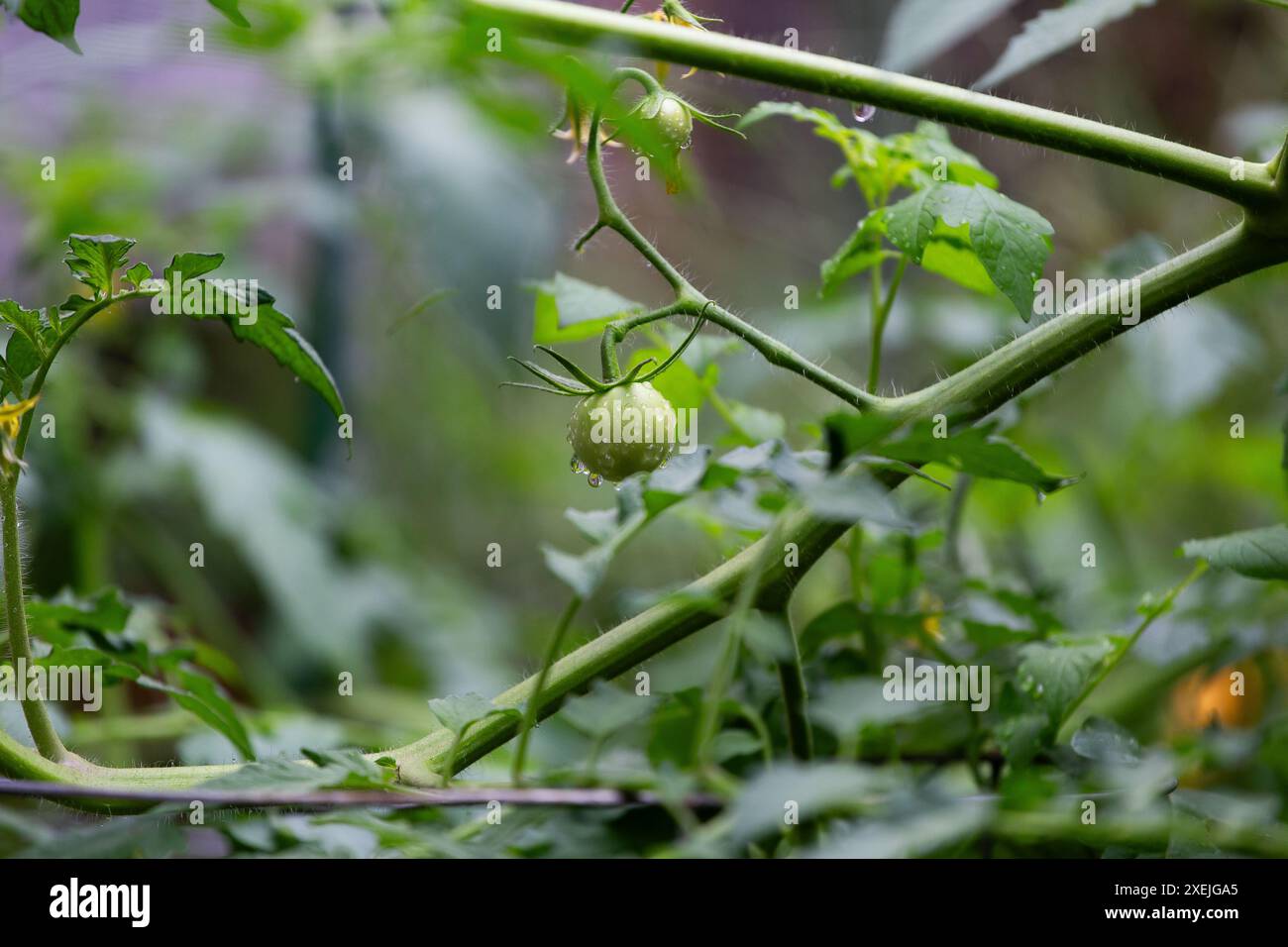 Growing single tomato on vine in home garden Stock Photo - Alamy