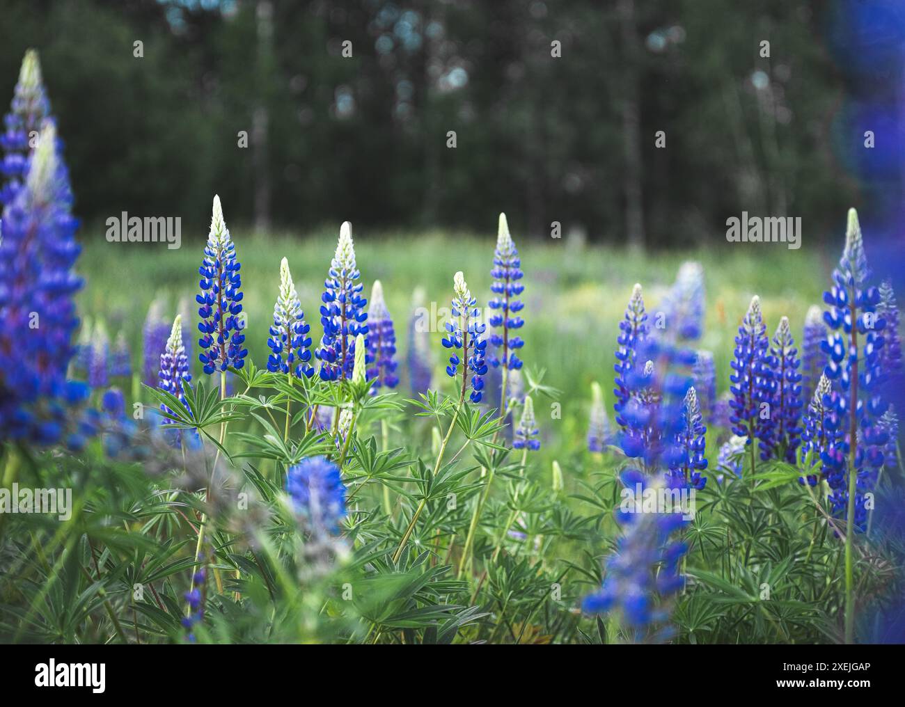 purple lupines in the field Stock Photo - Alamy