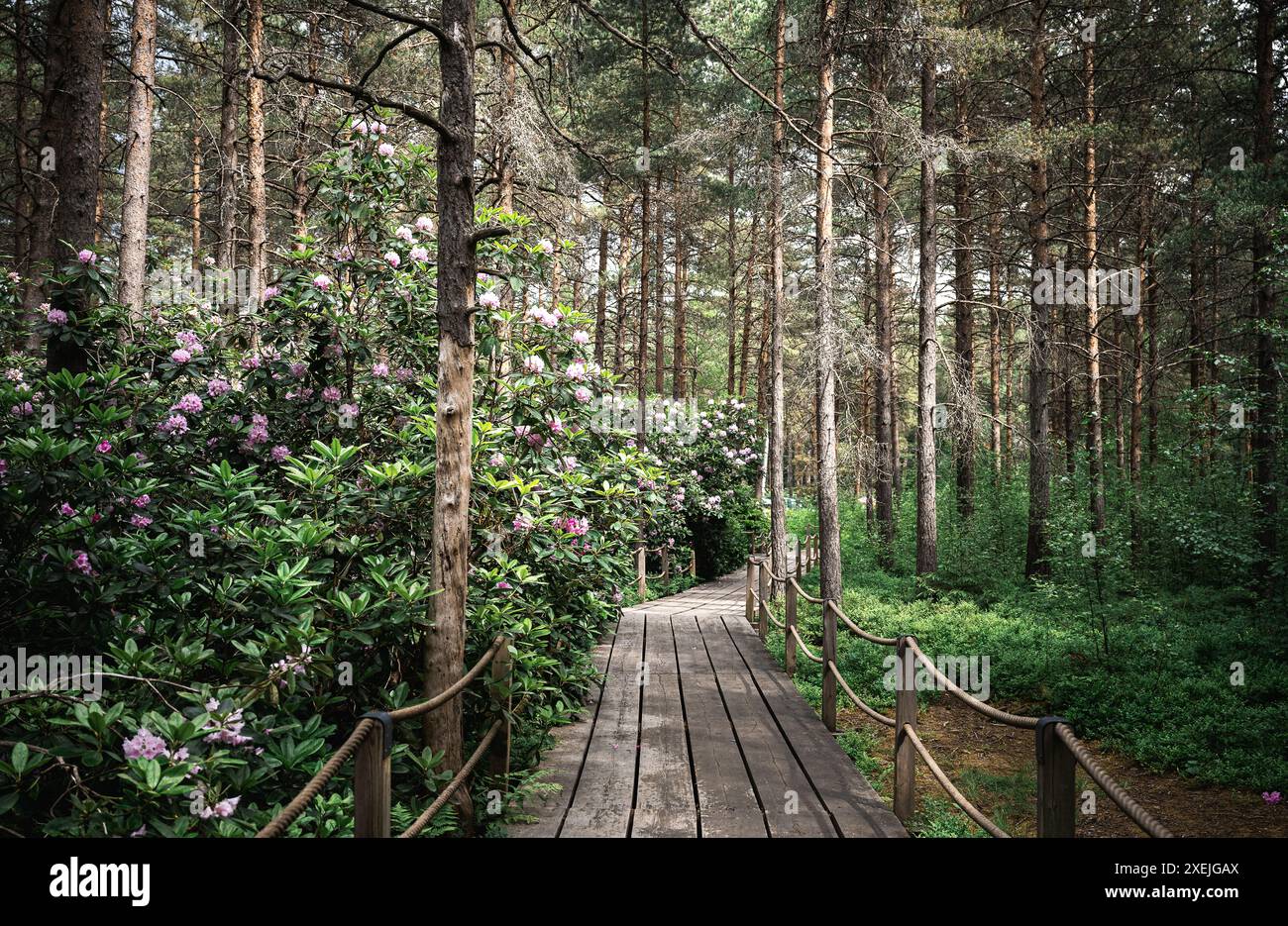 rhododendron flowers and wooden walkway in garden, Helsinki, Finland ...