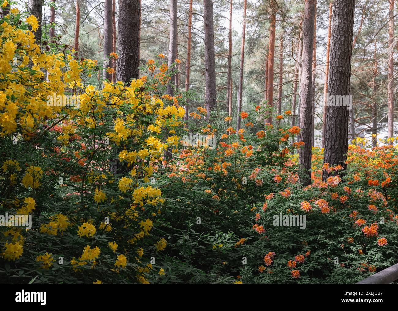 Finland flower garden hi-res stock photography and images - Alamy