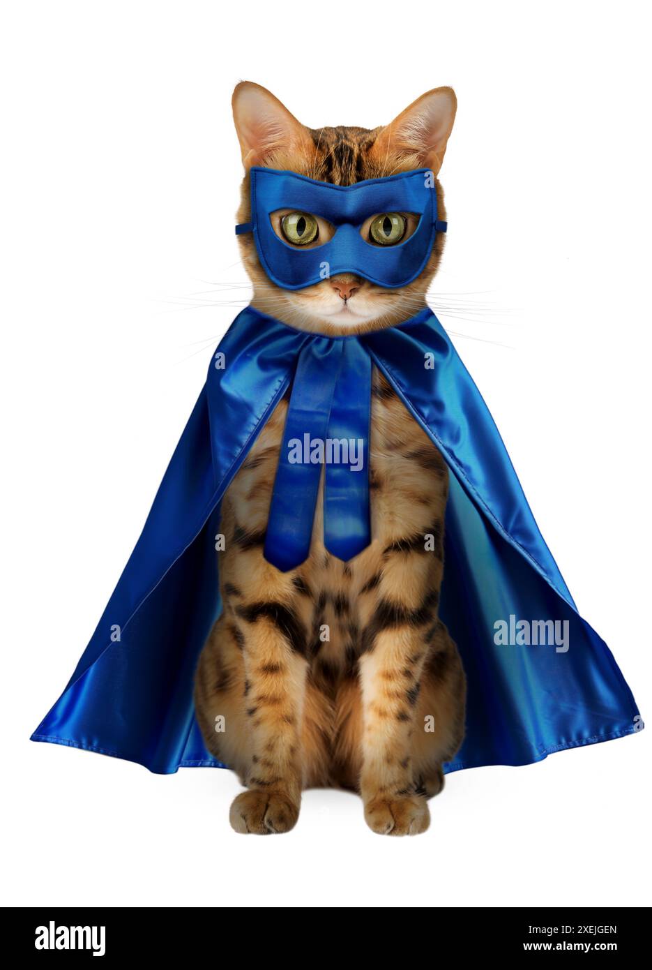 A charming red cat in a blue superhero costume sits on a white ...