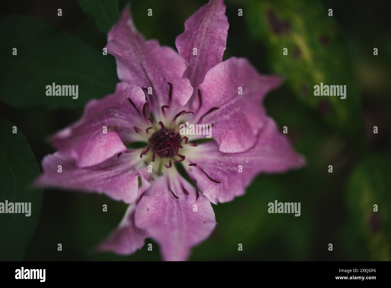 Spring pink clematis in the early morning Stock Photo - Alamy