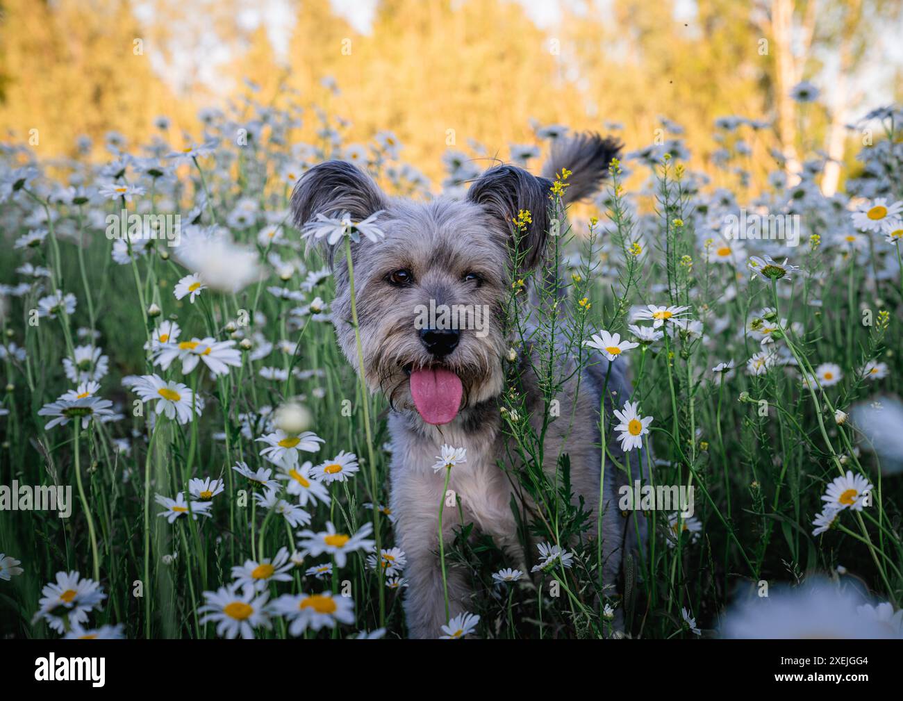 dog without a breed in the field with daisies at sunset Stock Photo - Alamy