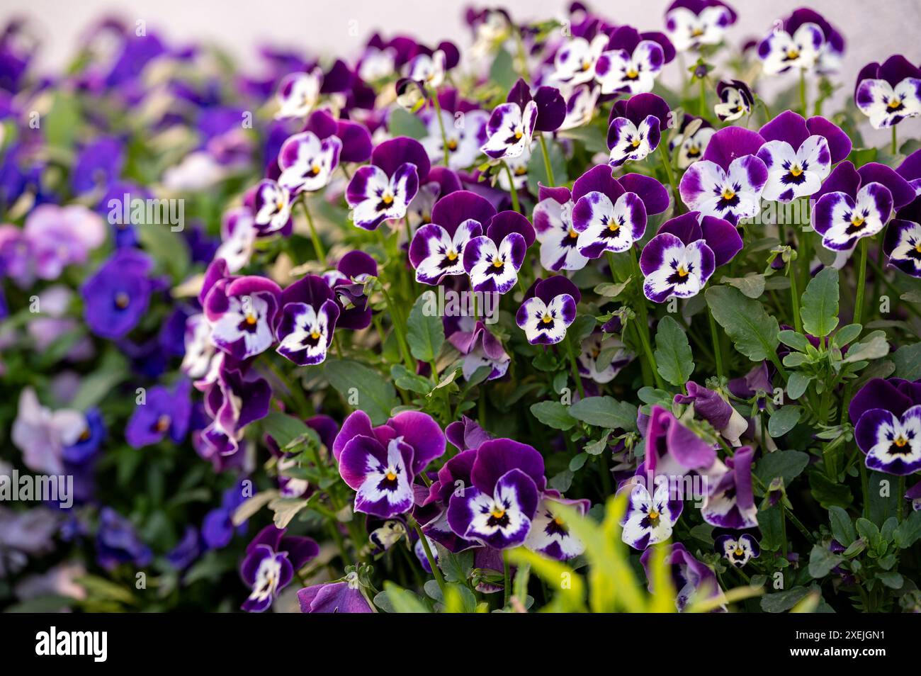 Cheerful purple and white pansy blooms in lush garden Stock Photo - Alamy