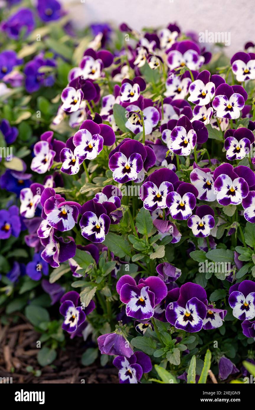 Vibrant purple and white pansies in lush garden bed Stock Photo - Alamy