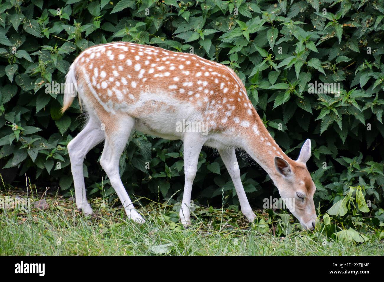 Cute spotted fallow Stock Photo - Alamy