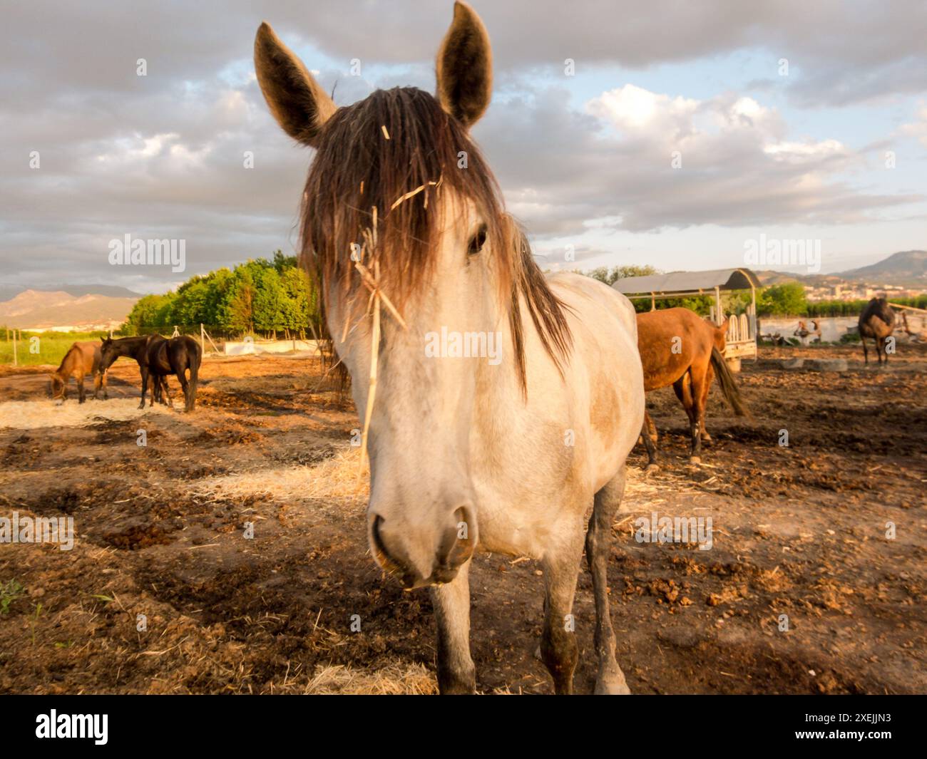 Spanish horse stable hi-res stock photography and images - Alamy