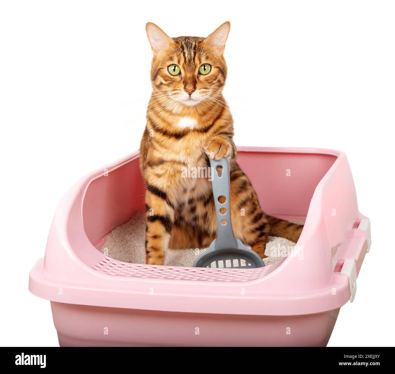 Bengal cat in the toilet. Training a cat to use the litter box Stock ...