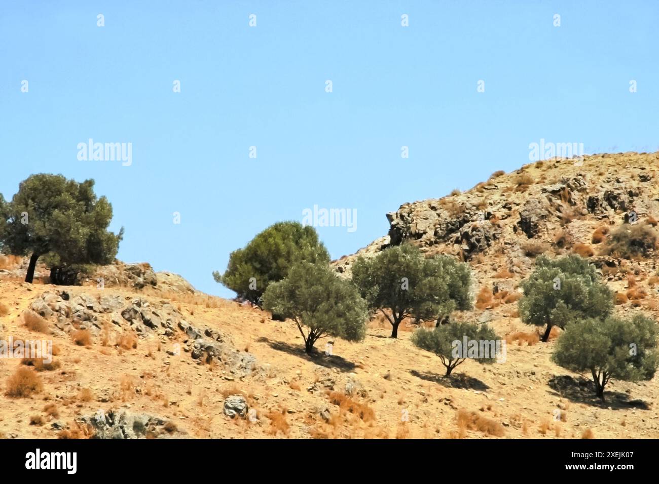 Cretan landscape with olive trees Stock Photo - Alamy