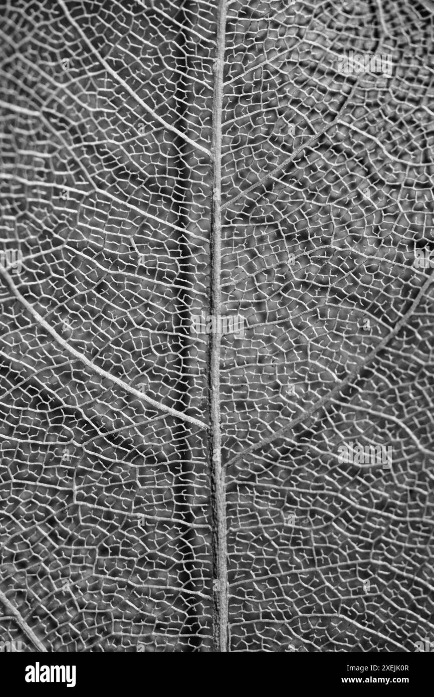 Beige minimal Black and White Stock Photos & Images - Alamy