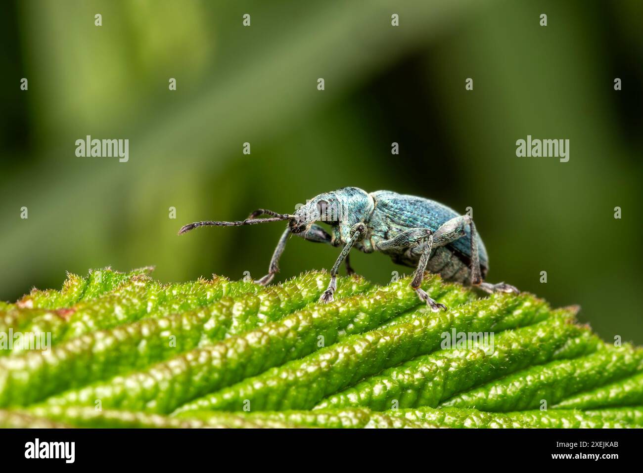 Weevil small metallic green beetle hi-res stock photography and images ...