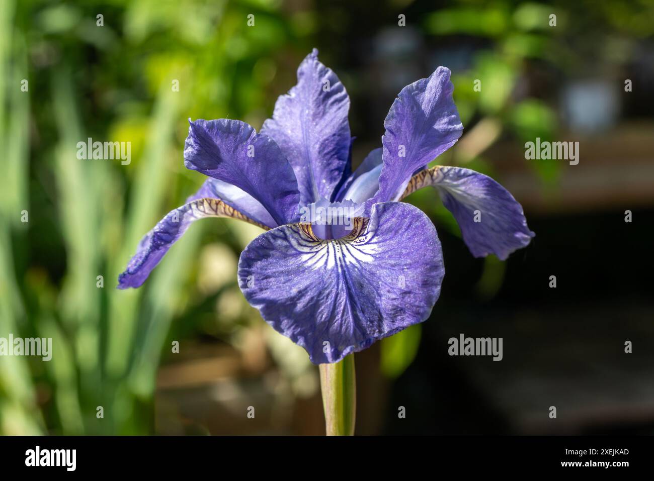 Iris sibirica 'Silver Edge' a summer flowering plant with a blue purple ...
