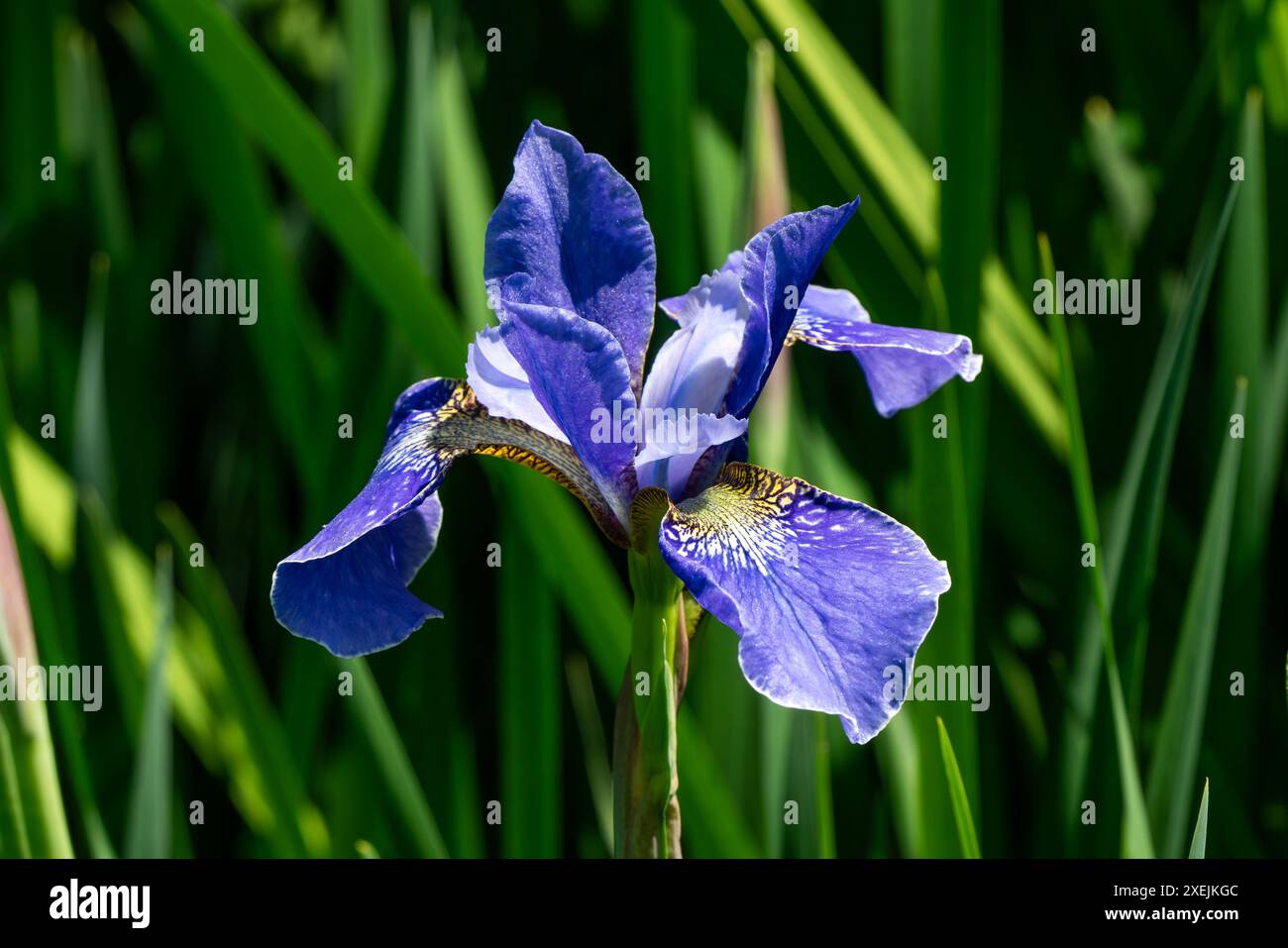 Iris sibirica 'Ego' a summer flowering plant with a blue purple ...