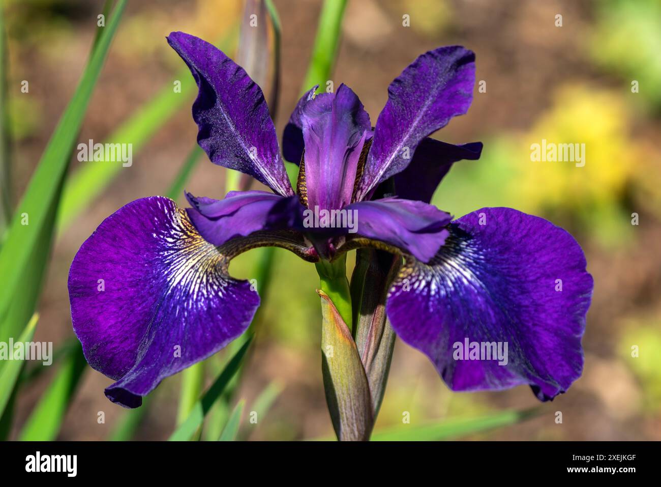 Iris sibirica 'Regality' a summer flowering plant with a purple ...