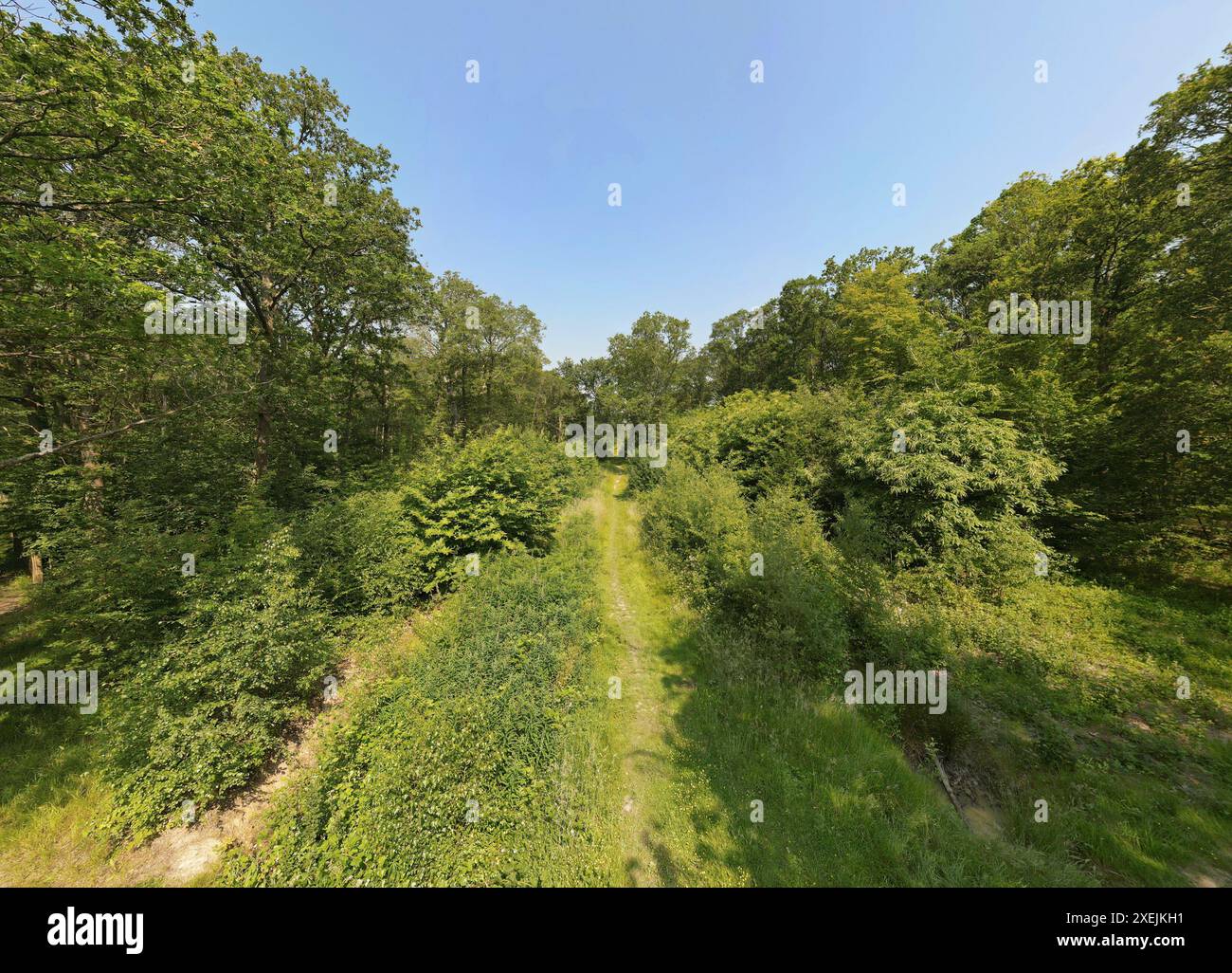 Footpath through ancient woodland in Dering Wood, Pluckley, Kent, UK ...