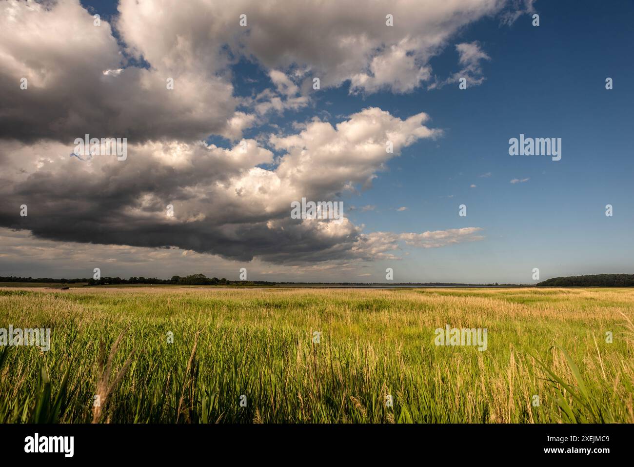 Blythburgh, June 17th 2024: Marshes on the River Blyth Stock Photo - Alamy