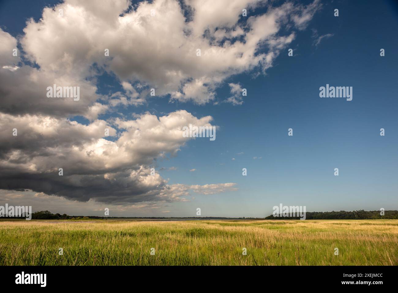 Blythburgh, June 17th 2024: Marshes on the River Blyth Stock Photo - Alamy