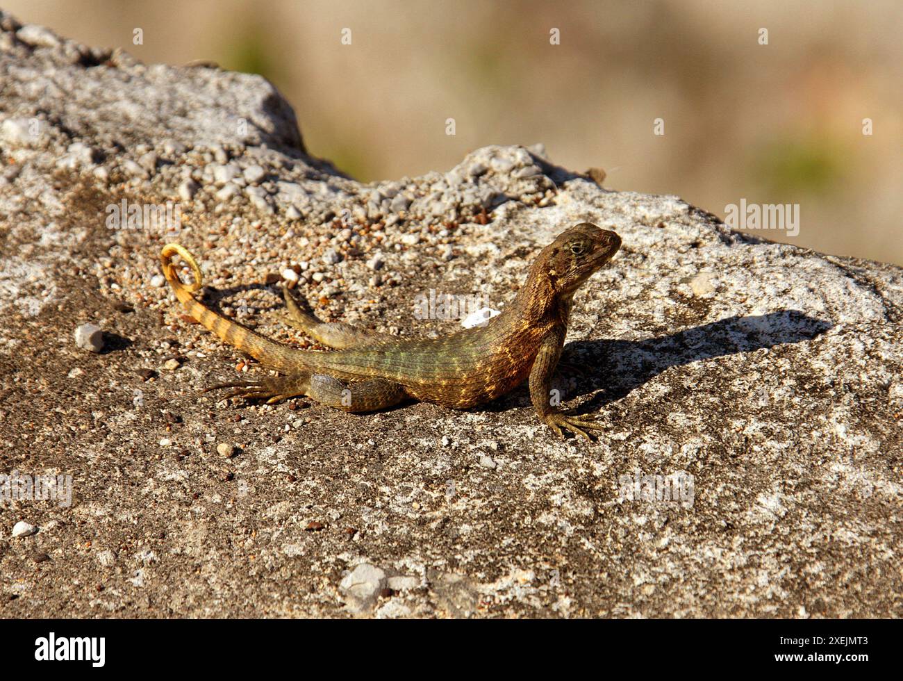 Saw scaled curlytail hi-res stock photography and images - Alamy