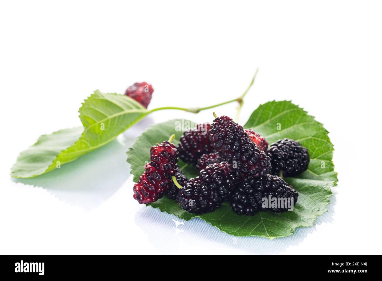 Black mulberries Cut Out Stock Images & Pictures - Alamy