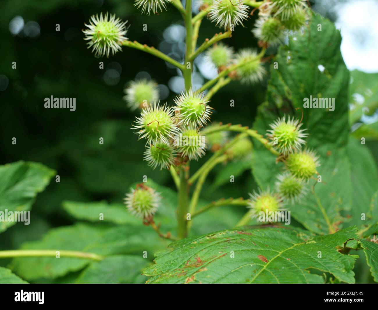 Photo of chestnuts shortly after blooming, nestled in small, green ...
