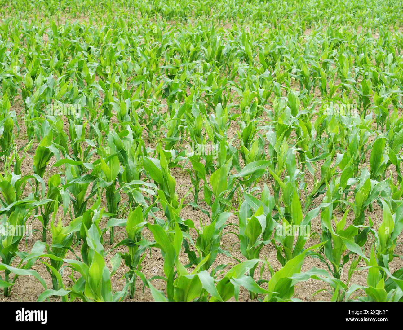 A photo of a cornfield with small green plants, showcasing a beautiful ...
