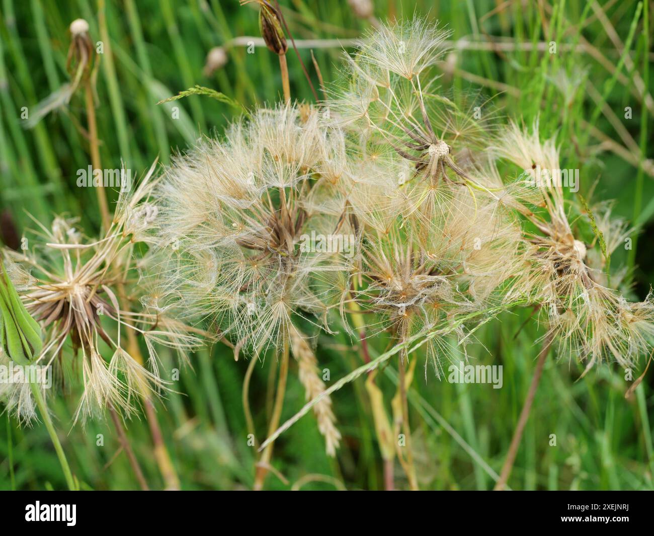 Goatsbeard with huge, ball-like seed heads, resembling dandelions. The ...