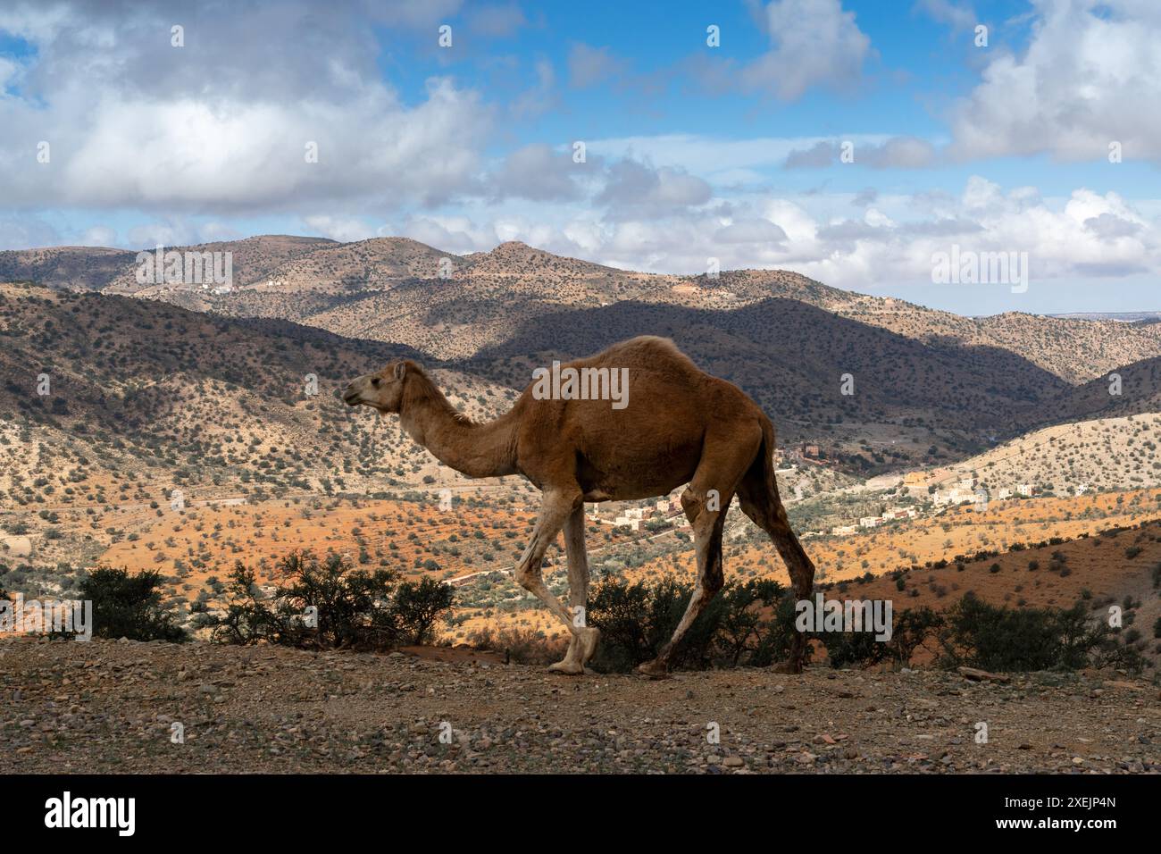 Dromedary camel walking along a road in the Atlas mountains of southern ...