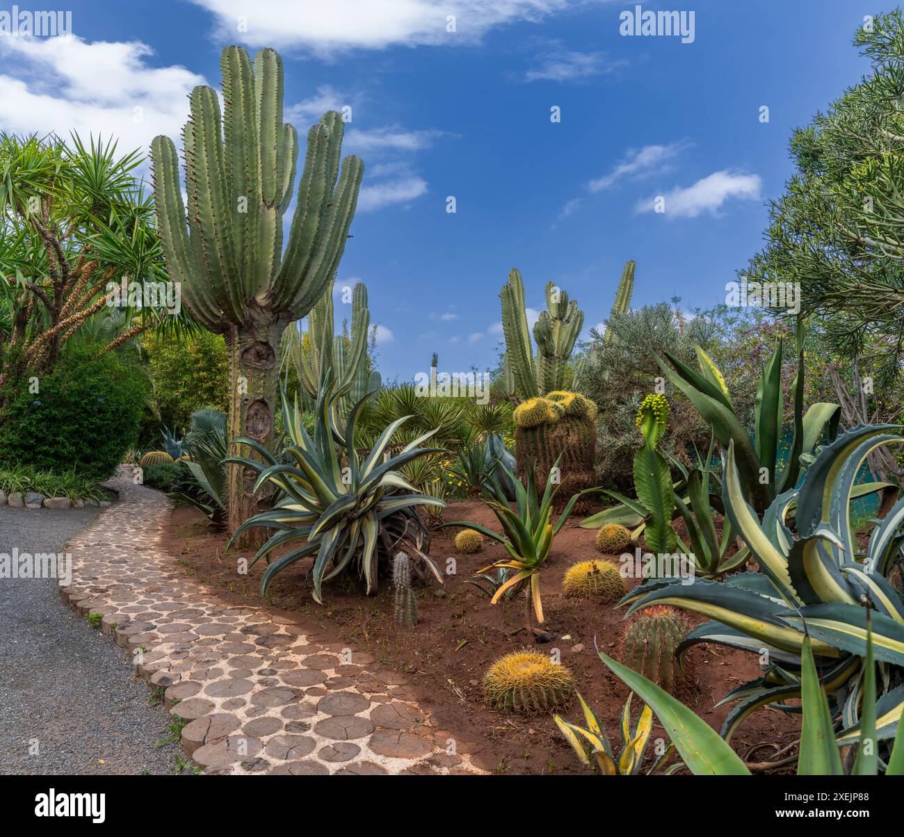 Cactus and succulent plants of different types in the scenic Anima ...