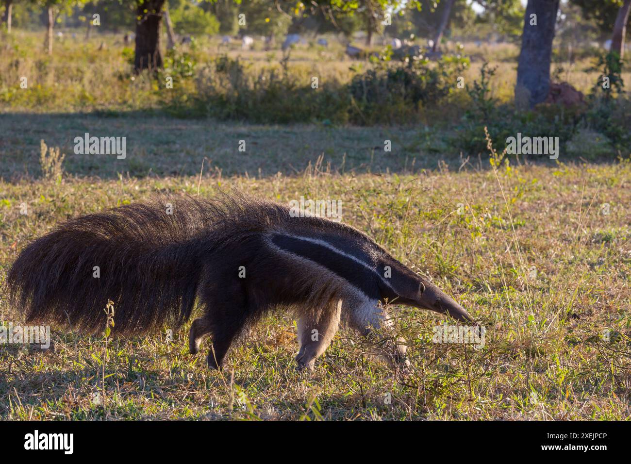 Giant anteater tongue hi-res stock photography and images - Alamy