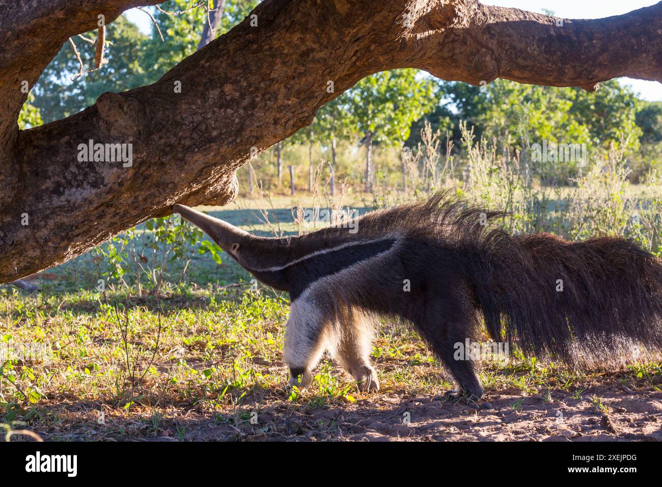 Giant anteater tongue hi-res stock photography and images - Alamy