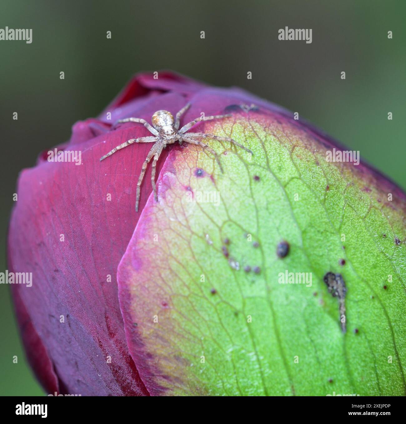 Ambush predators hi-res stock photography and images - Alamy