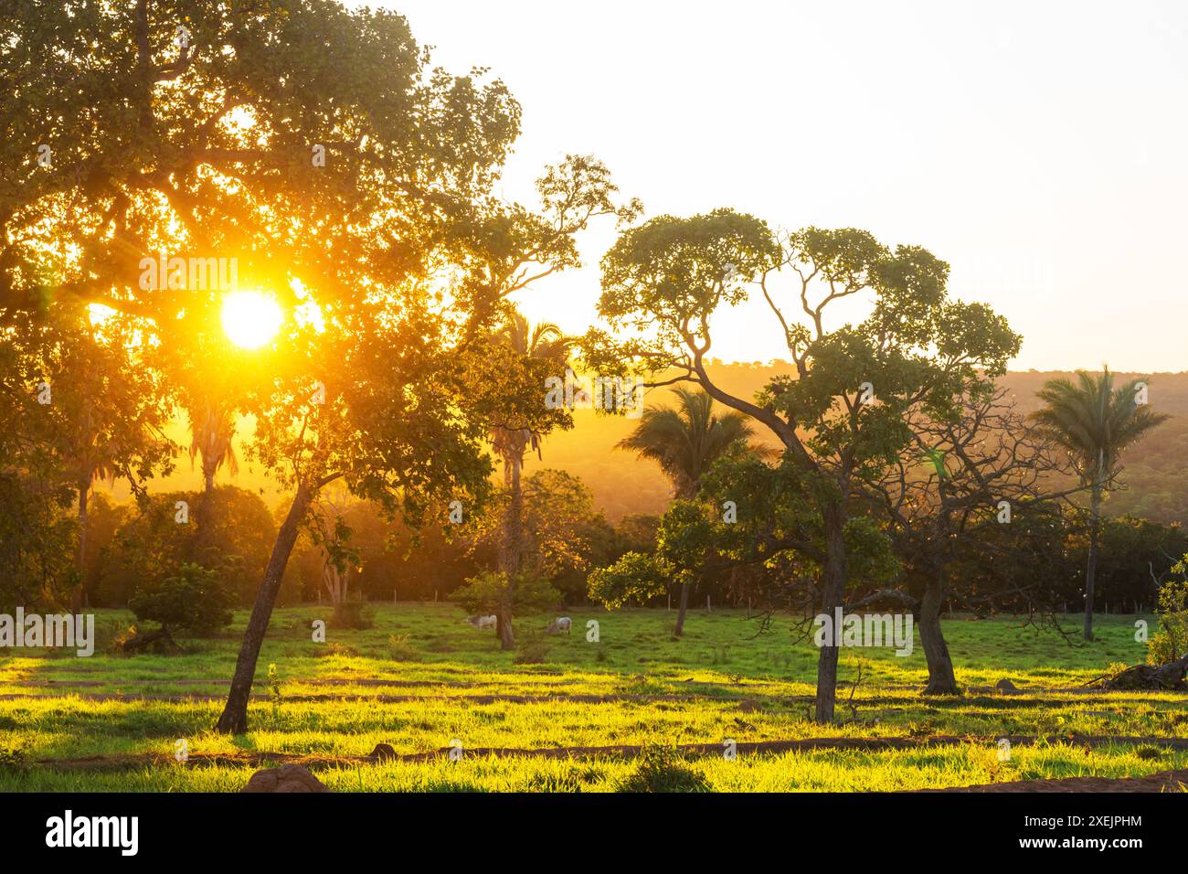 Rural landscapes in Brazil Stock Photo - Alamy