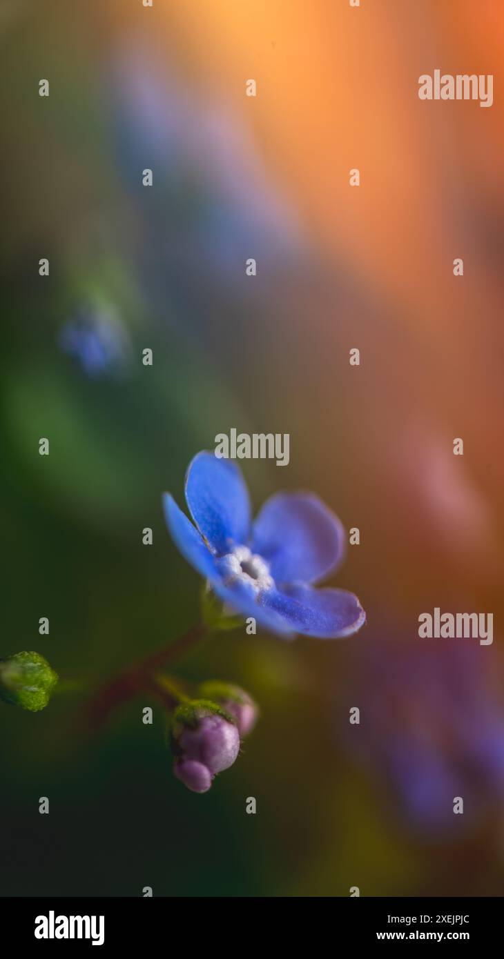 close-up forget-me-not flowers against a background of foliage, macro ...