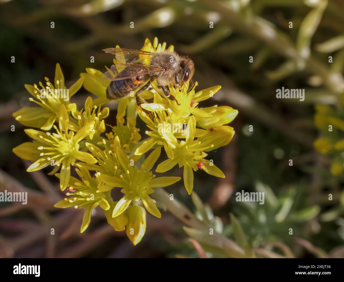 Sedum acre Aureum with a bee in the garden Stock Photo - Alamy