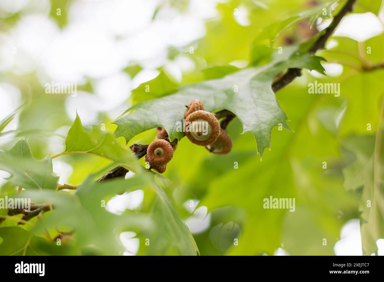 Three acorns are hanging from a tree branch, providing a glimpse into ...