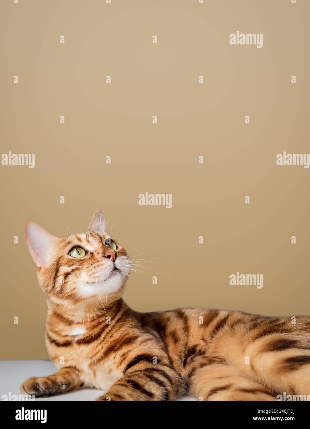 Funny cheerful cat looks up Stock Photo - Alamy