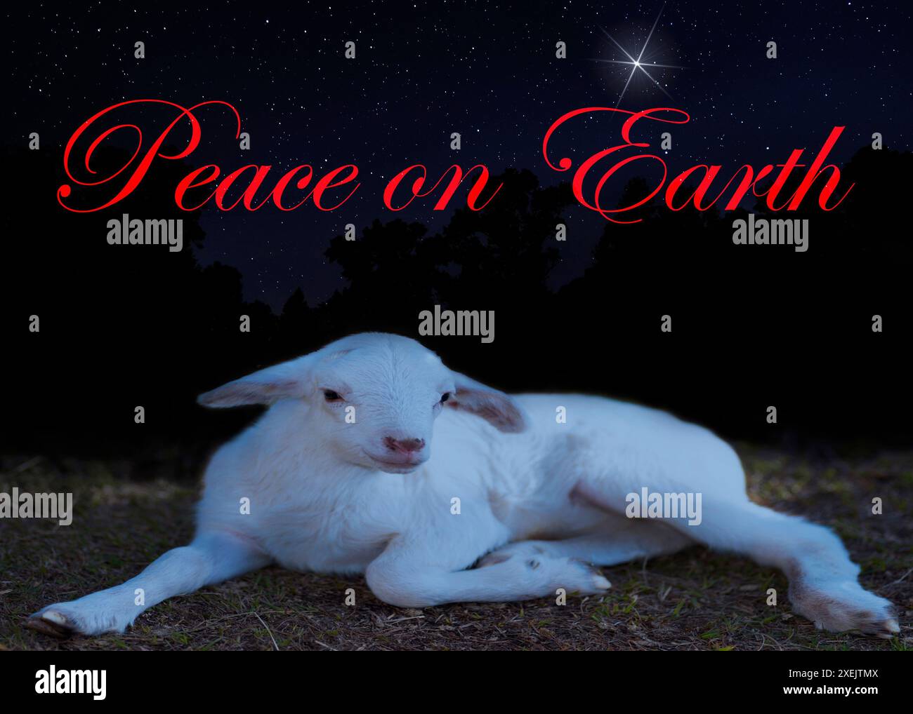 Young katahdin sheep lamb resting on the ground with the Christmas star ...