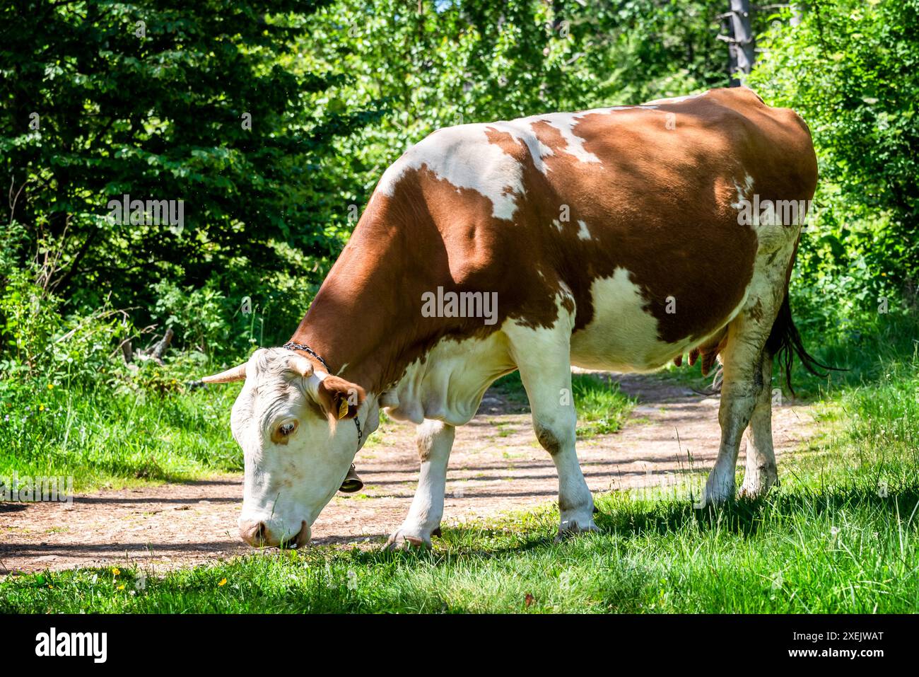 Simmental domestic cow (Bos taurus) grazing in the highlands Stock ...