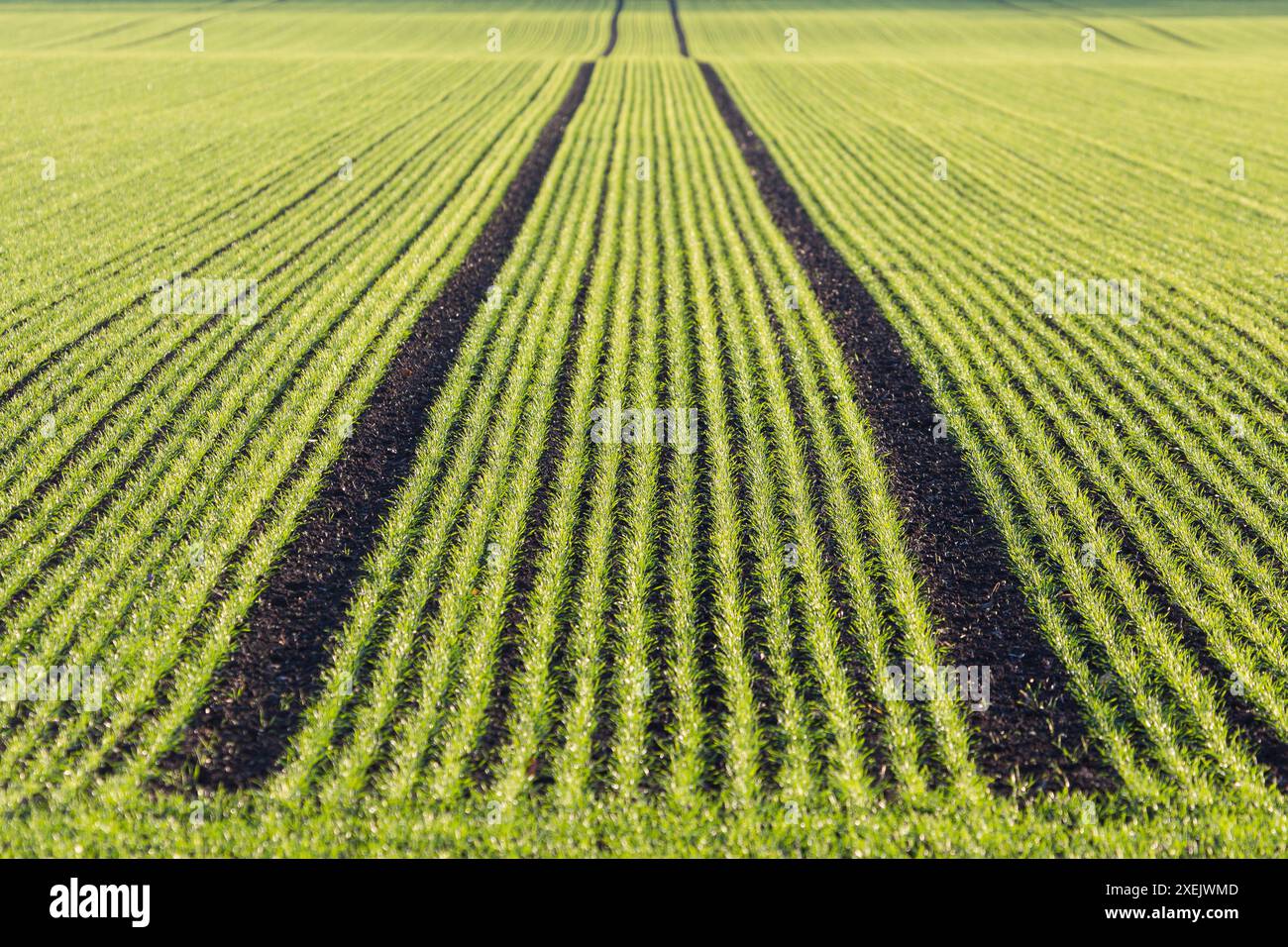 Agricultural farming field hi-res stock photography and images - Alamy