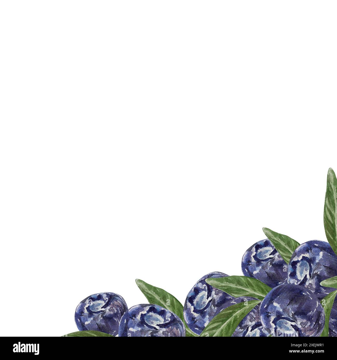 Botanical drawing blueberry hi-res stock photography and images - Alamy