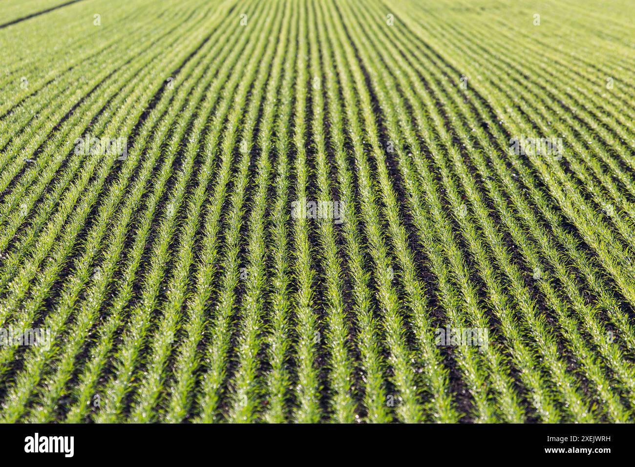Agricultural farming field hi-res stock photography and images - Alamy