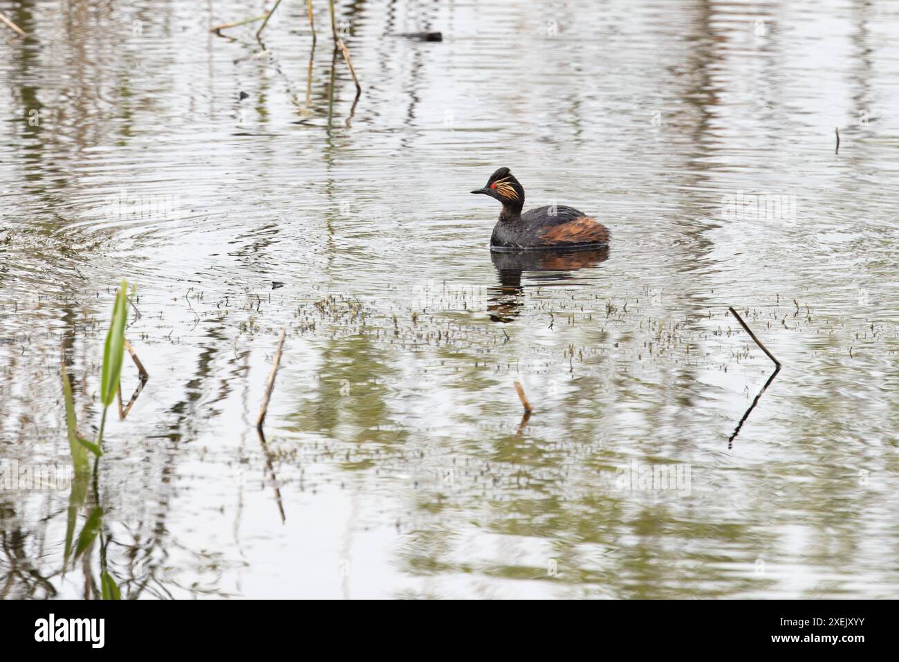 Black-necked Grebe (Podiceps nigricollis) Yorkshire June 2024 Stock ...
