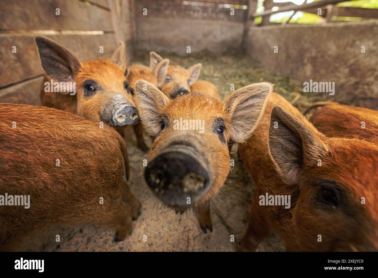 Curious piglets looking up on farm, close up Stock Photo - Alamy