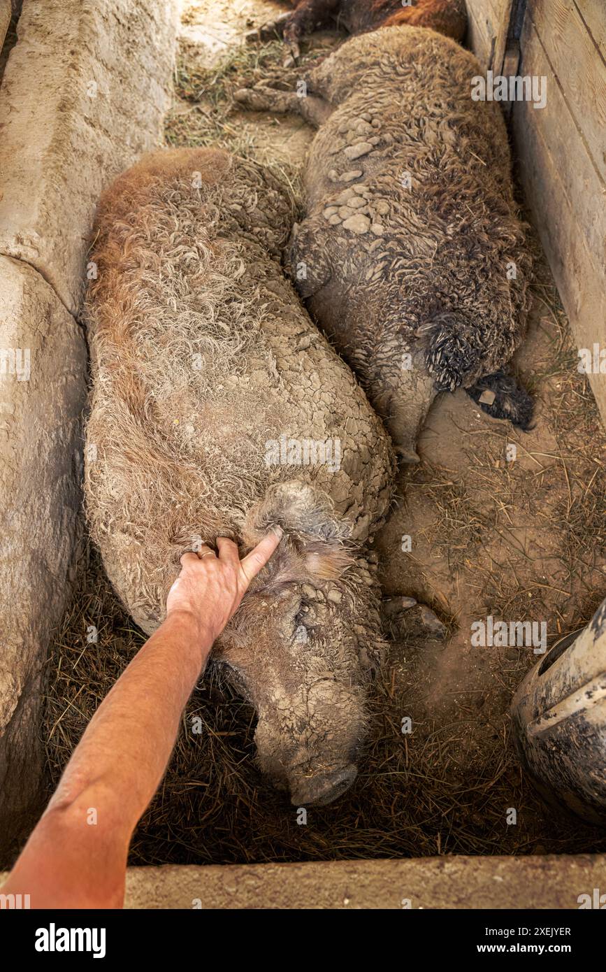 Farmer mangalitsa pig domestic pig hi-res stock photography and images ...
