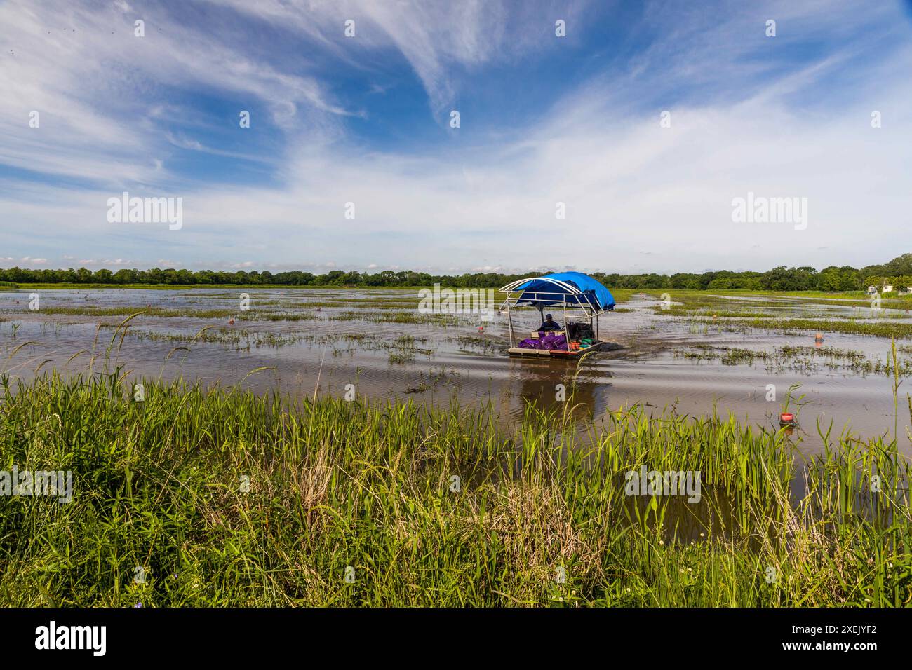 Indian Bayou, United States. 25th Apr, 2024. Fisherman and crawfish ...