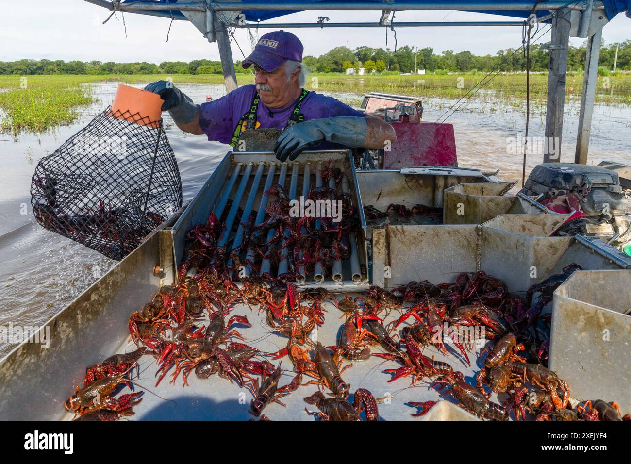 Indian Bayou, United States. 25th Apr, 2024. Fisherman and crawfish ...