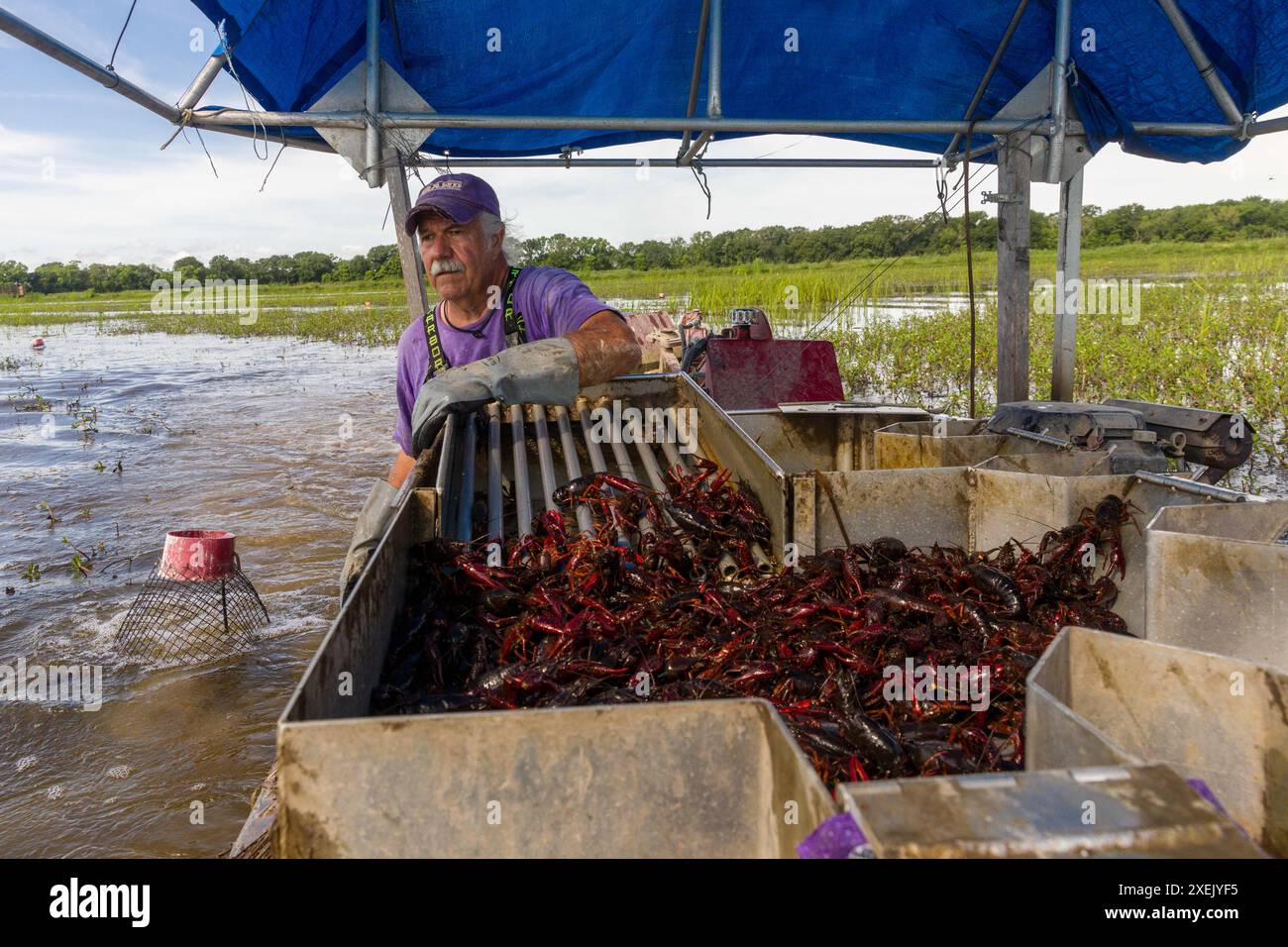 Indian Bayou, United States. 25th Apr, 2024. Fisherman and crawfish ...