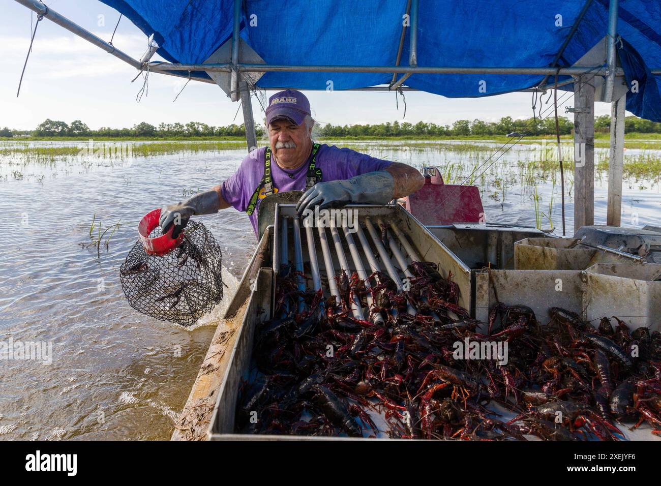 Indian Bayou, United States. 25th Apr, 2024. Fisherman and crawfish ...
