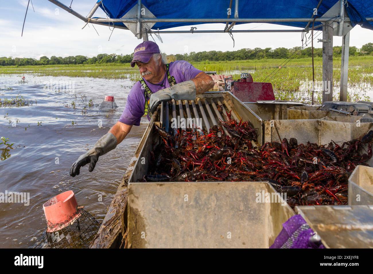 Indian Bayou, United States. 25th Apr, 2024. Fisherman and crawfish ...